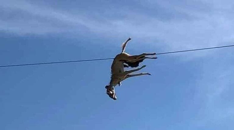 Coyote colgado en cable de luz abre debate - Okey Querétaro